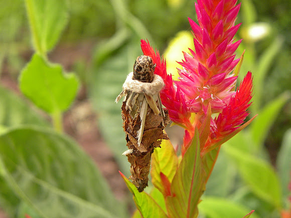 Bagworm Moth larva | Project Noah