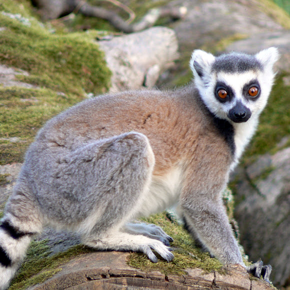 Ring Tailed Lemur | Project Noah