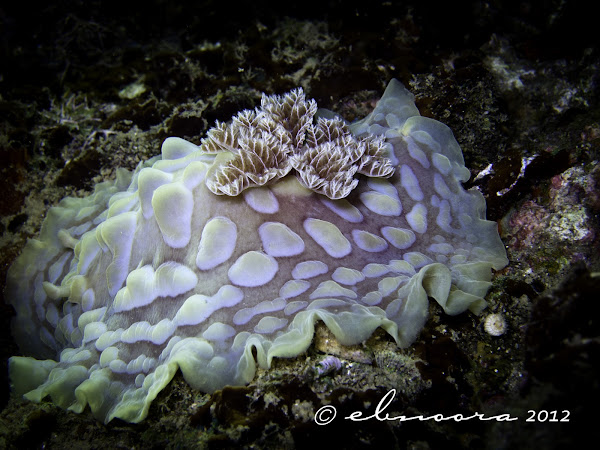 Clumpy Nudibranch | Project Noah