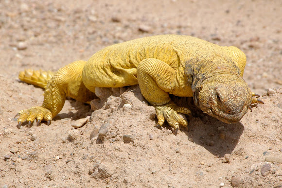 Spiny Tailed Lizard | Project Noah