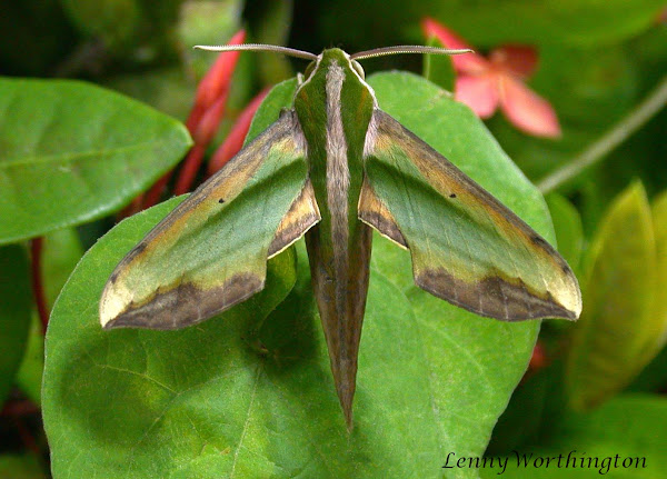 Sphinx Hawk Moth | Project Noah