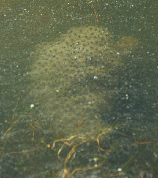 California Red-legged Frog (egg mass) | Project Noah