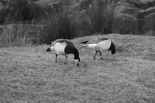 Barnacle Goose | Project Noah