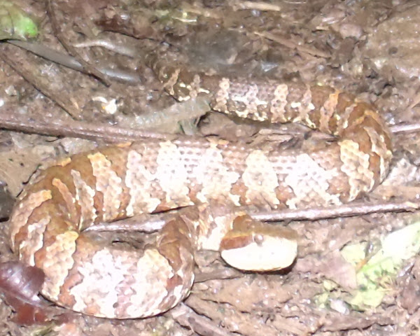 Mexican Jumping Viper | Project Noah