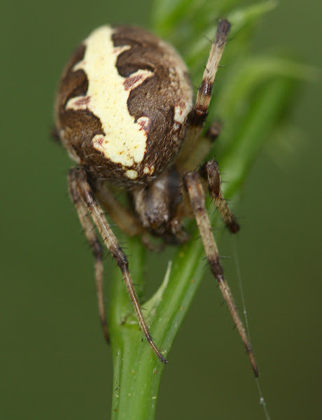 Neoscona theisi | Project Noah