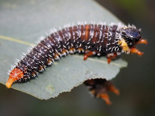 Spitfire caterpillar | Project Noah