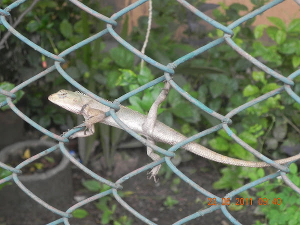 girigiti | Project Noah