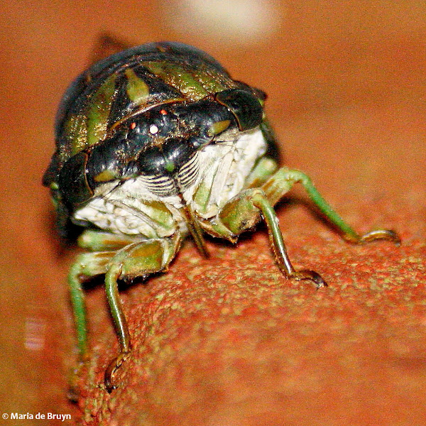 Swamp cicada | Project Noah