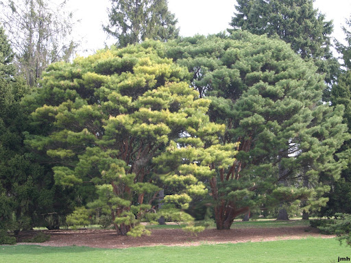Tanyosho pine (Pinus densiflora 'Umbraculifera') - The Morton Arboretum ...