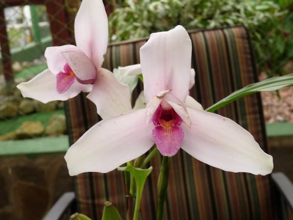 Lycaste orchid | Project Noah