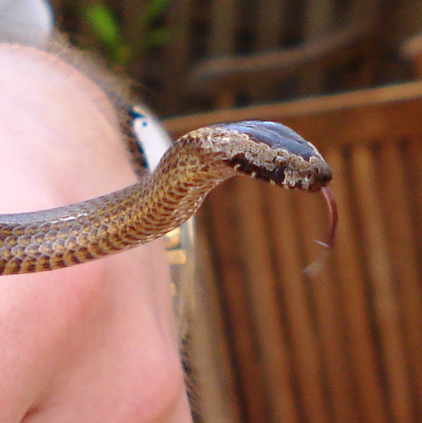 Golden-crowned Snake | Project Noah