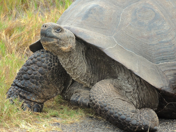 Alcedo tortoise | Project Noah