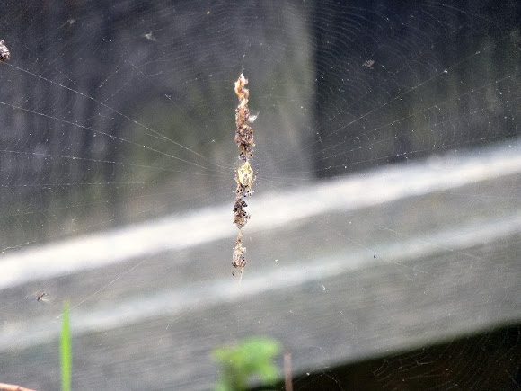 Trash line spider | Project Noah