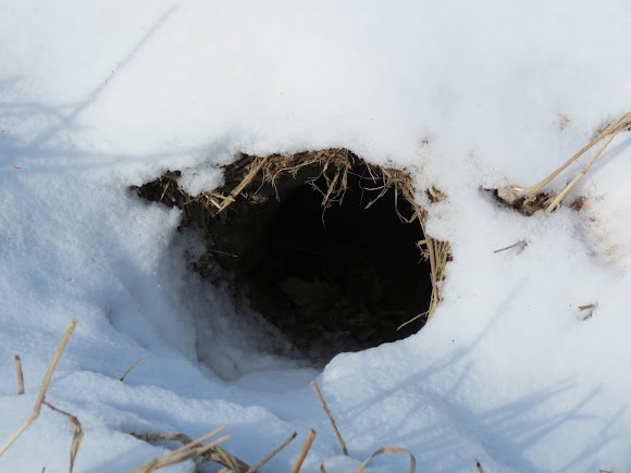 Animal Den | Project Noah