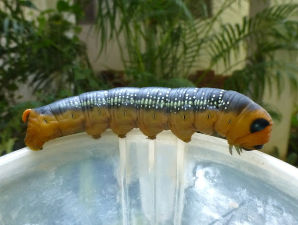 Oleander Hawk Moth (prepupal lava) | Project Noah