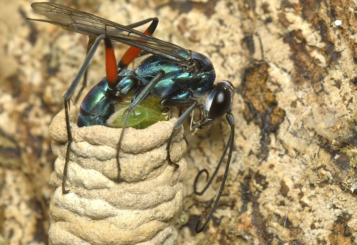 Blue Spider wasp | Project Noah