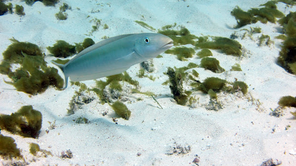 Sand Tilefish | Project Noah