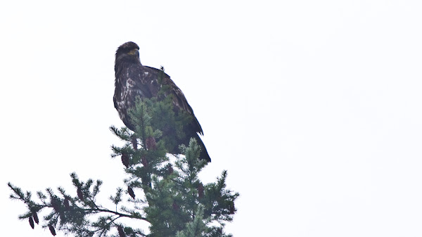 Bald Eagle | Project Noah
