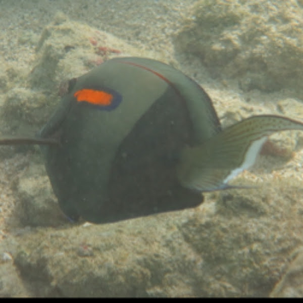 Orangespot Surgeonfish | Project Noah