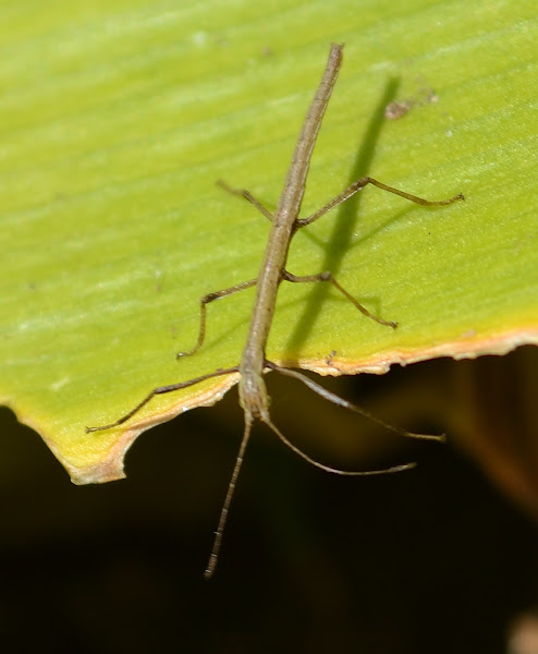 Stick insect | Project Noah