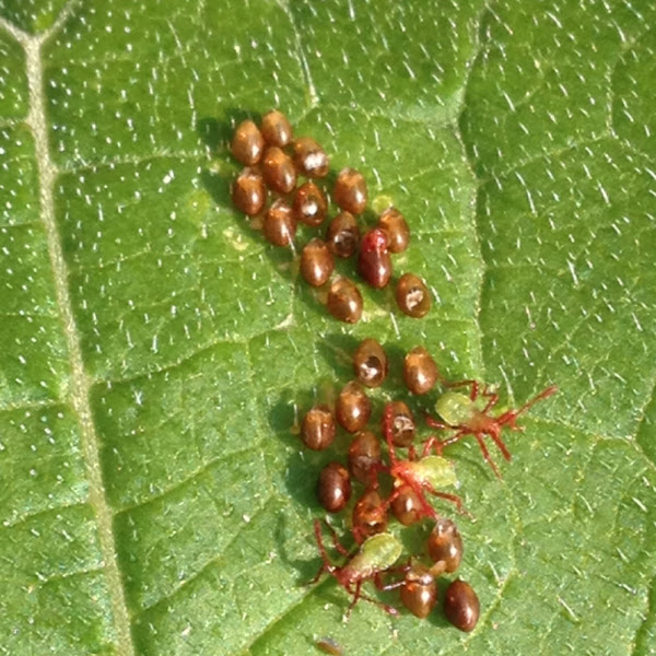 Coreid bug - eggs | Project Noah