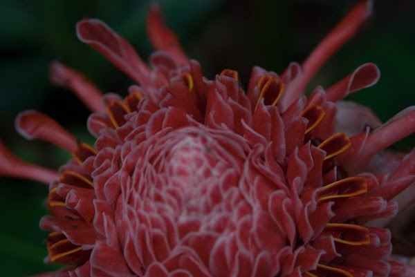 Torch Ginger | Project Noah