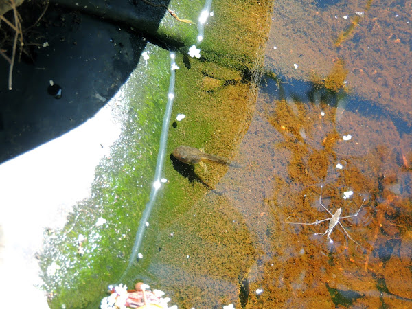 Tadpole | Project Noah