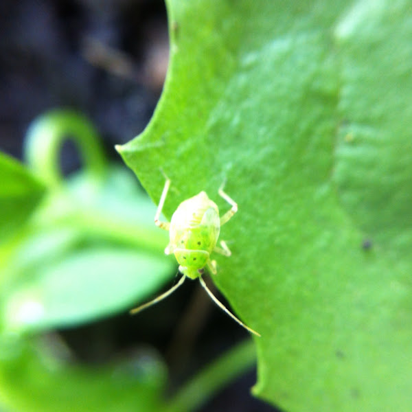 Lygus nymph | Project Noah