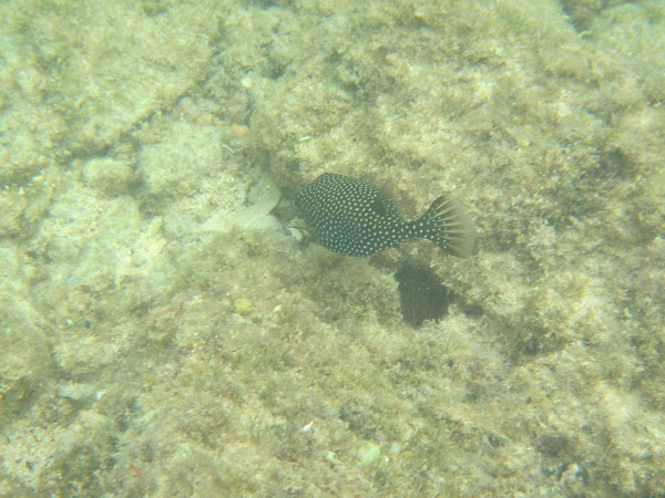 Spotted Boxfish (Female or juvenile) | Project Noah