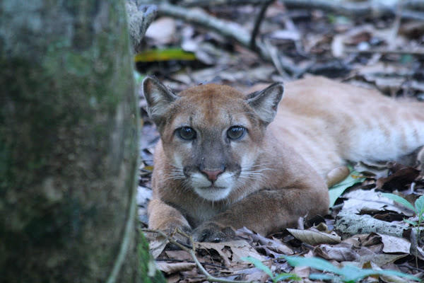 Costa Rican cougar | Project Noah