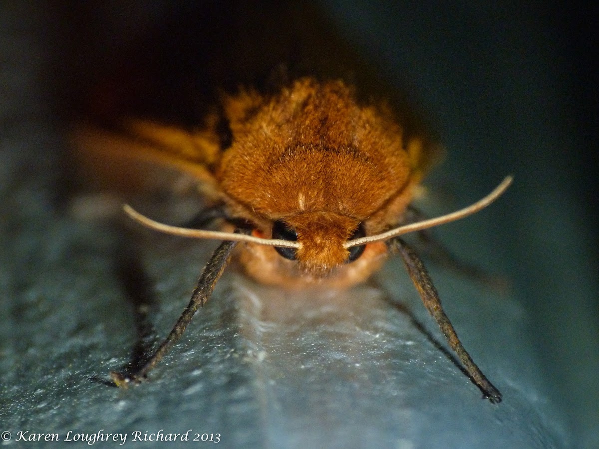 Isabella tiger moth | Project Noah