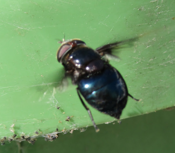 Mexican Cactus Fly Laying Eggs (video) | Project Noah