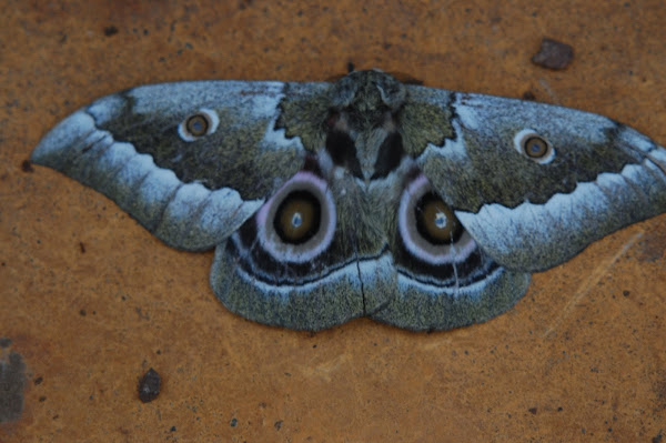 Mopane Moth | Project Noah