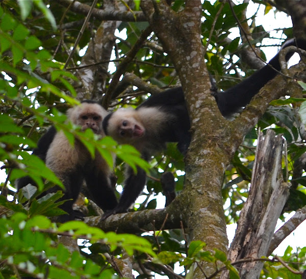 White-Headed Capuchin Monkey | Project Noah