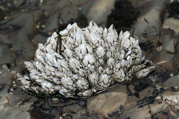 Gooseneck Barnacle | Project Noah