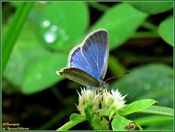 Lesser Grass Blue Butterfly (Male) | Project Noah