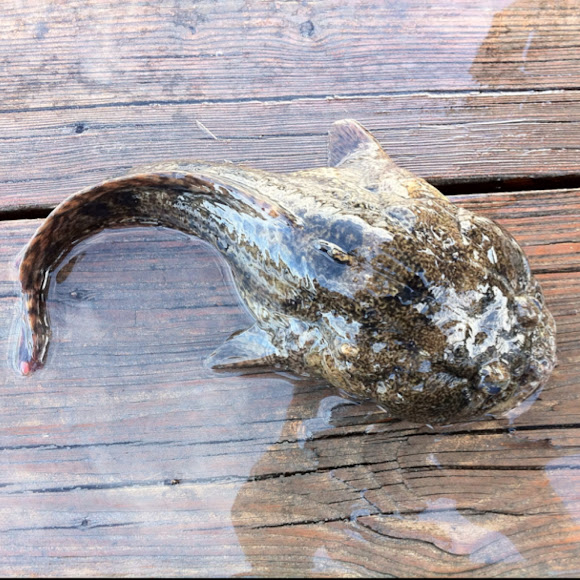 Monkfish | Project Noah