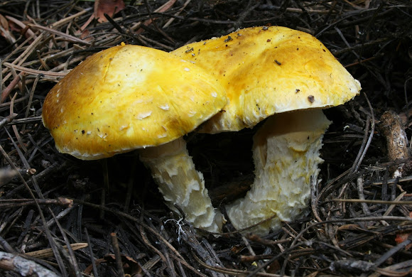 Floccularia albolanaripes | Project Noah