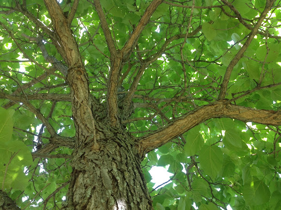 Catalpa Tree | Project Noah