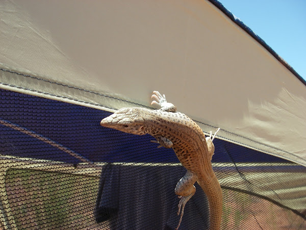 Western Whiptail | Project Noah