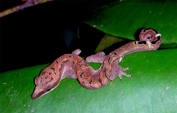 Malaysian Cat Gecko | Project Noah