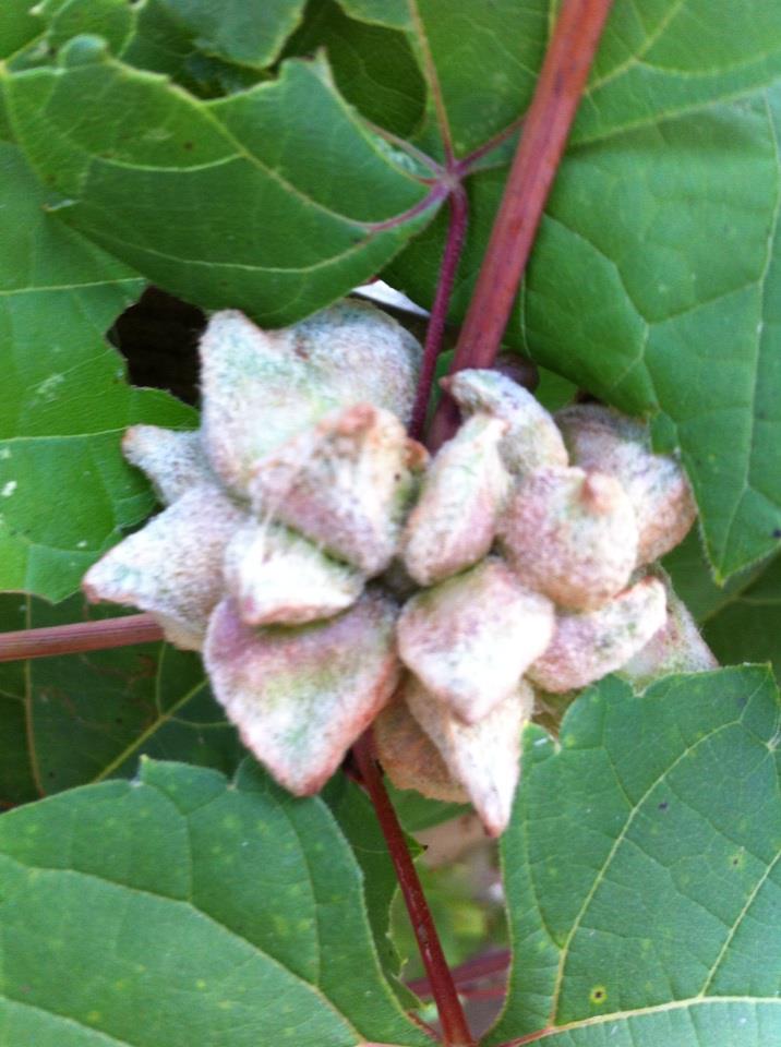 Grape Filbert Gall | Project Noah