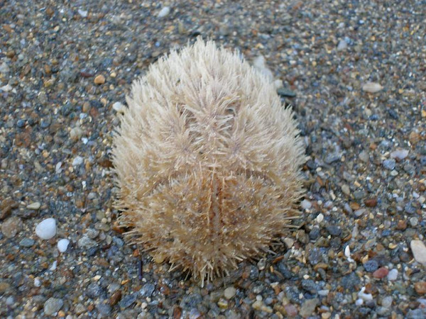 Groove Burrowing Urchin | Project Noah