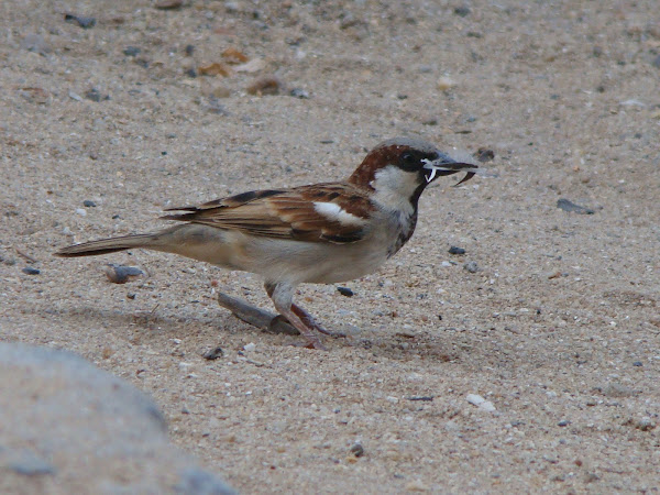 House Sparrow / Chittu kuruvi (சிட்டுக்குருவி) | Project Noah