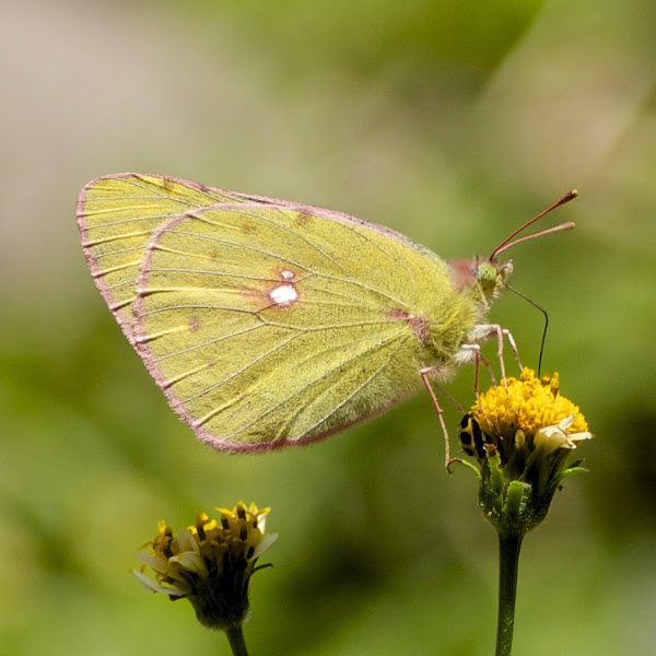 Himalayan Dark Clouded Yellow (female) | Project Noah