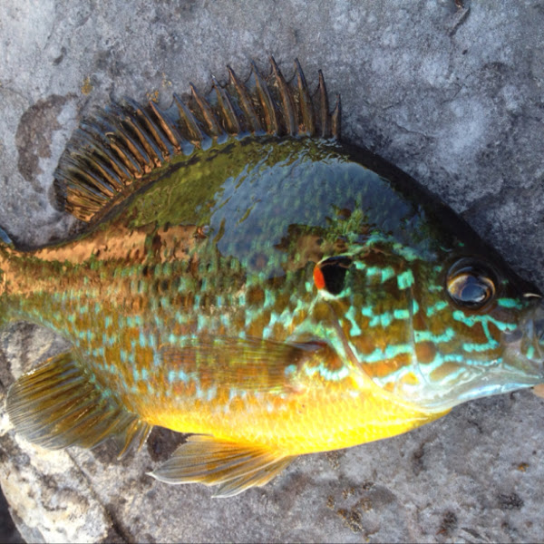 Pumpkin Fish | Project Noah