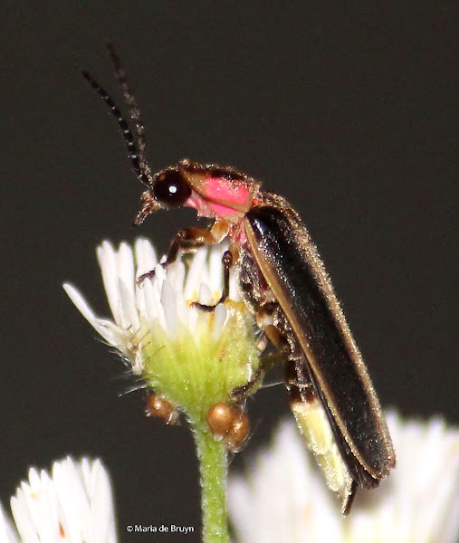 Lightning bug, also known as firefly | Project Noah