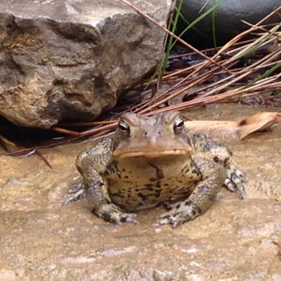 Eastern American Toad | Project Noah