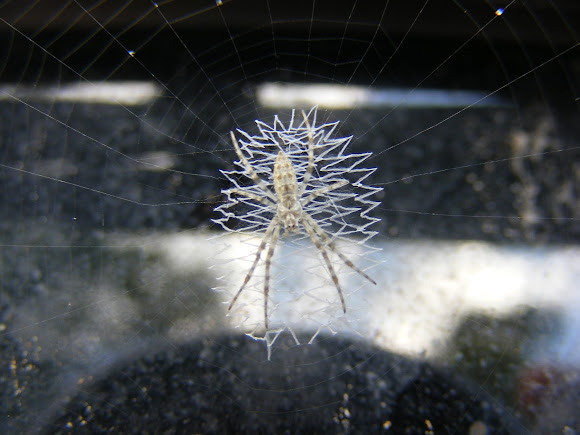 Writing Spider | Project Noah