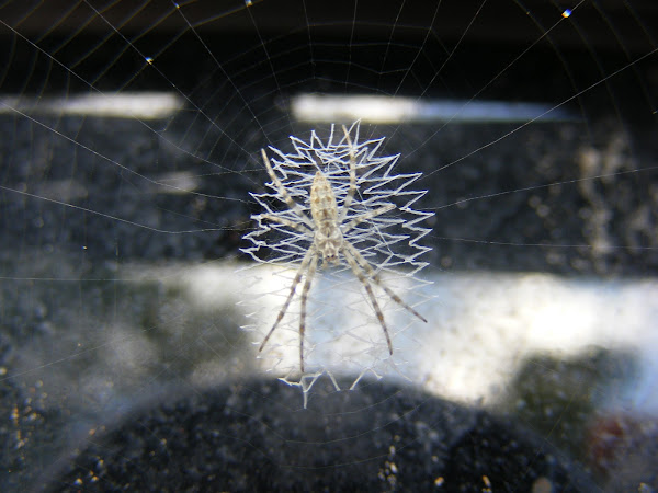 Writing Spider | Project Noah